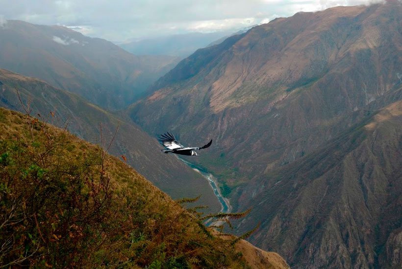 Machu Picchu & Condor Wonders: 5-Day Immersive Journey